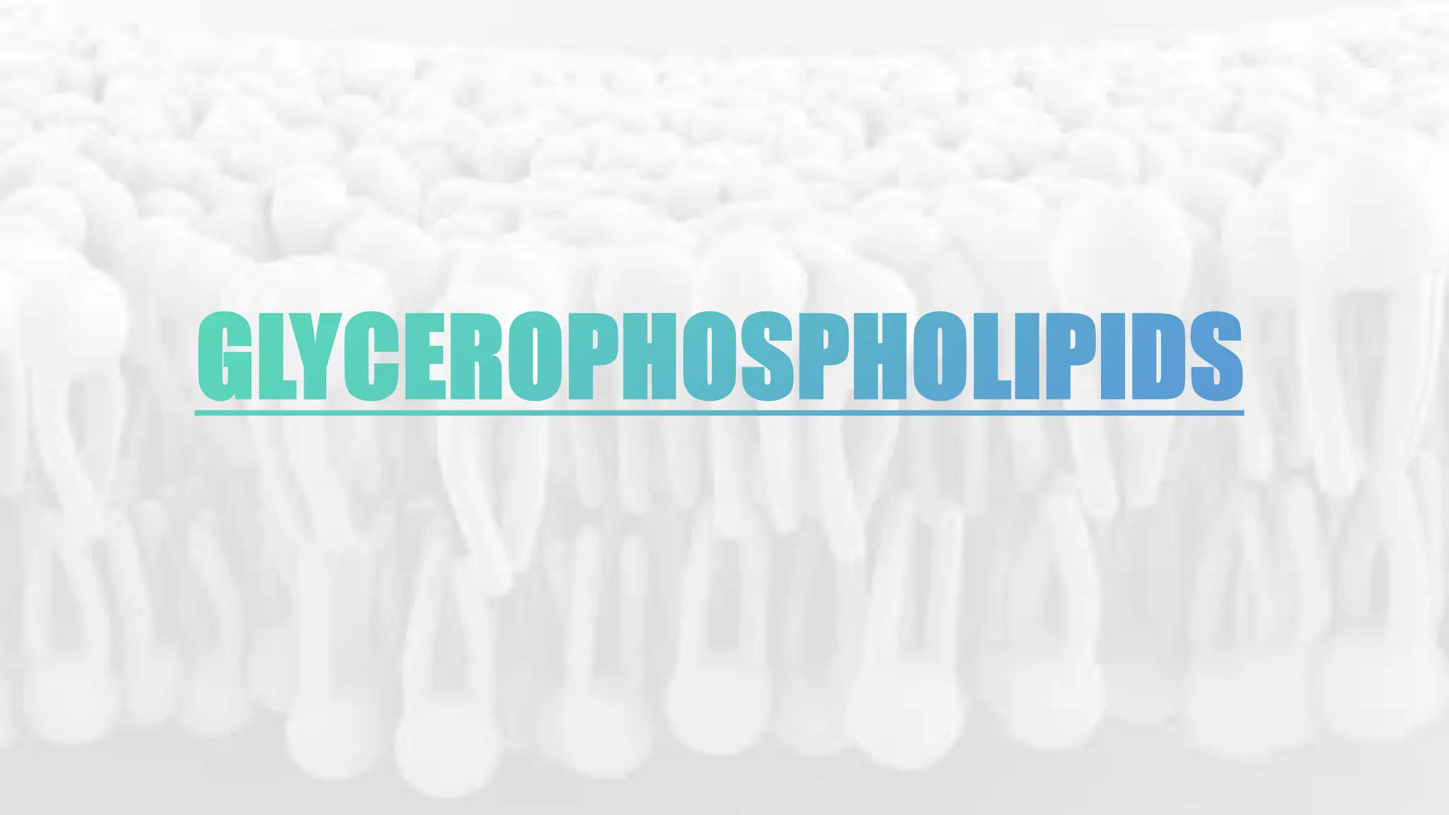 08 Membrane Lipids Pptx Powerpoint Presentation Pptx