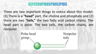 08-Membrane-Lipids.pptx powerpoint presentation | PPTX | Chemistry ...