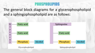 08-Membrane-Lipids.pptx powerpoint presentation | PPTX | Chemistry ...