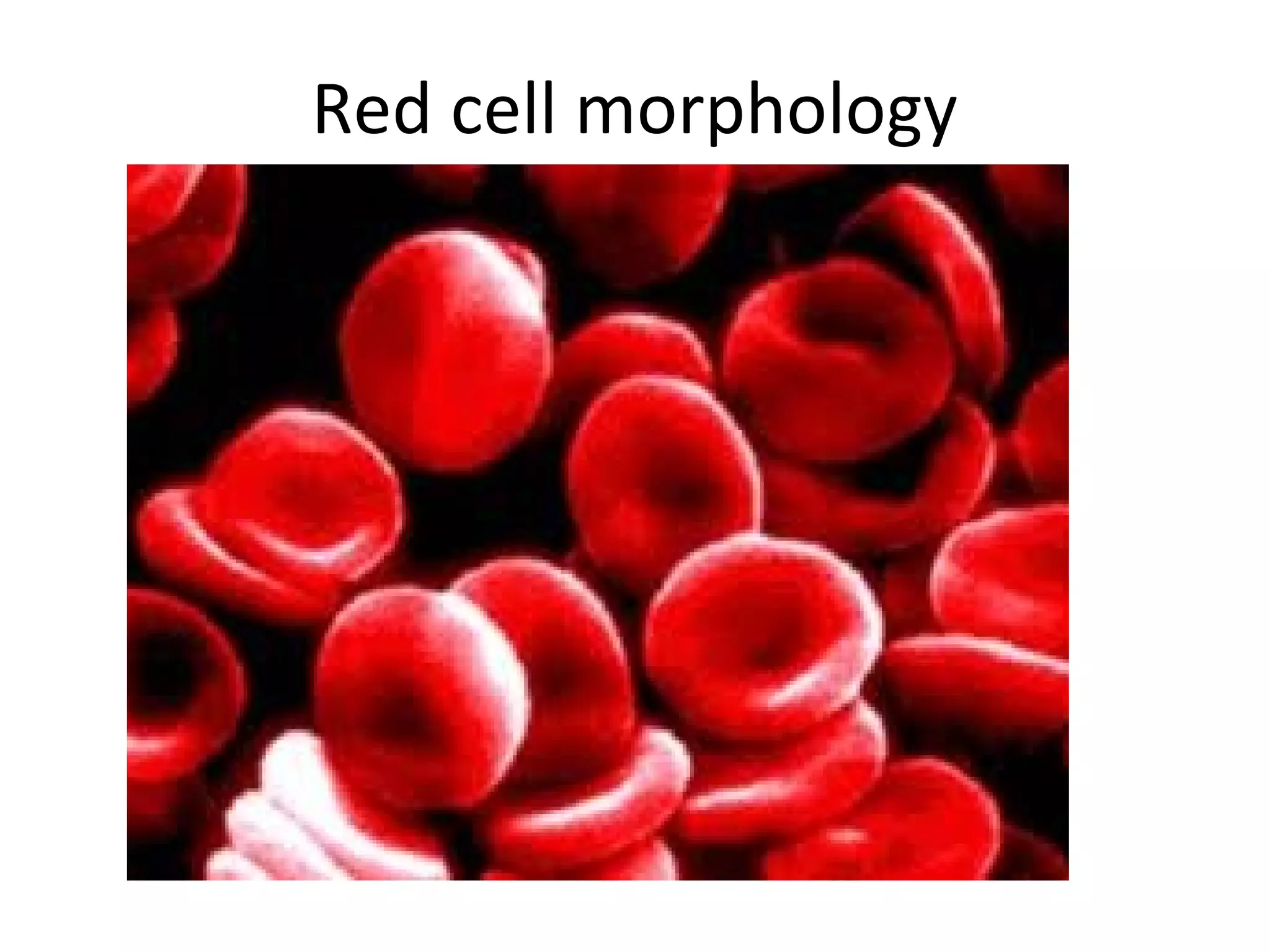 morphology of red blood cells | PPT