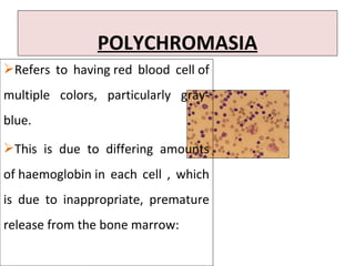 morphology of red blood cells | PPT