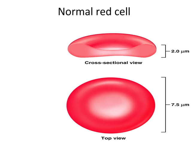 morphology of red blood cells