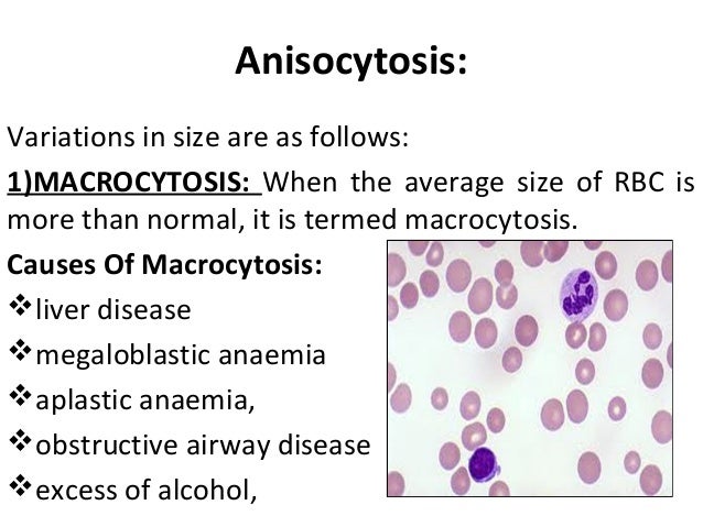 morphology of red blood cells