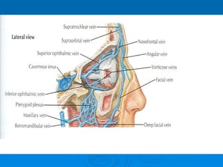 08-Orbit II.ppt anatomy of orbit PowerPoint | PPT