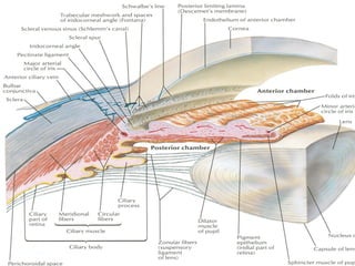 08-Orbit II.ppt anatomy of orbit PowerPoint | PPT