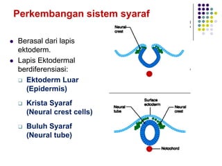perkembangan-sistem-syaraf | PDF