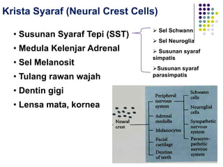 perkembangan-sistem-syaraf | PDF