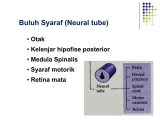perkembangan-sistem-syaraf | PDF