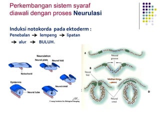 perkembangan-sistem-syaraf | PDF