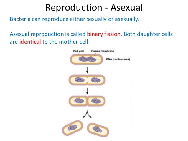 Reproduction In Bacteria 5 Methods With Diagram