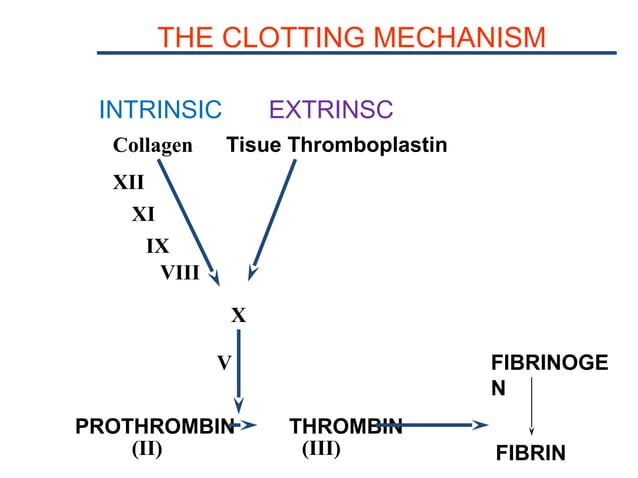 prothrombin time | PPT | Blood Disorders | Diseases and Conditions
