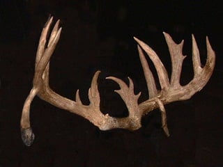 08 Reproductive Sciences | PPT