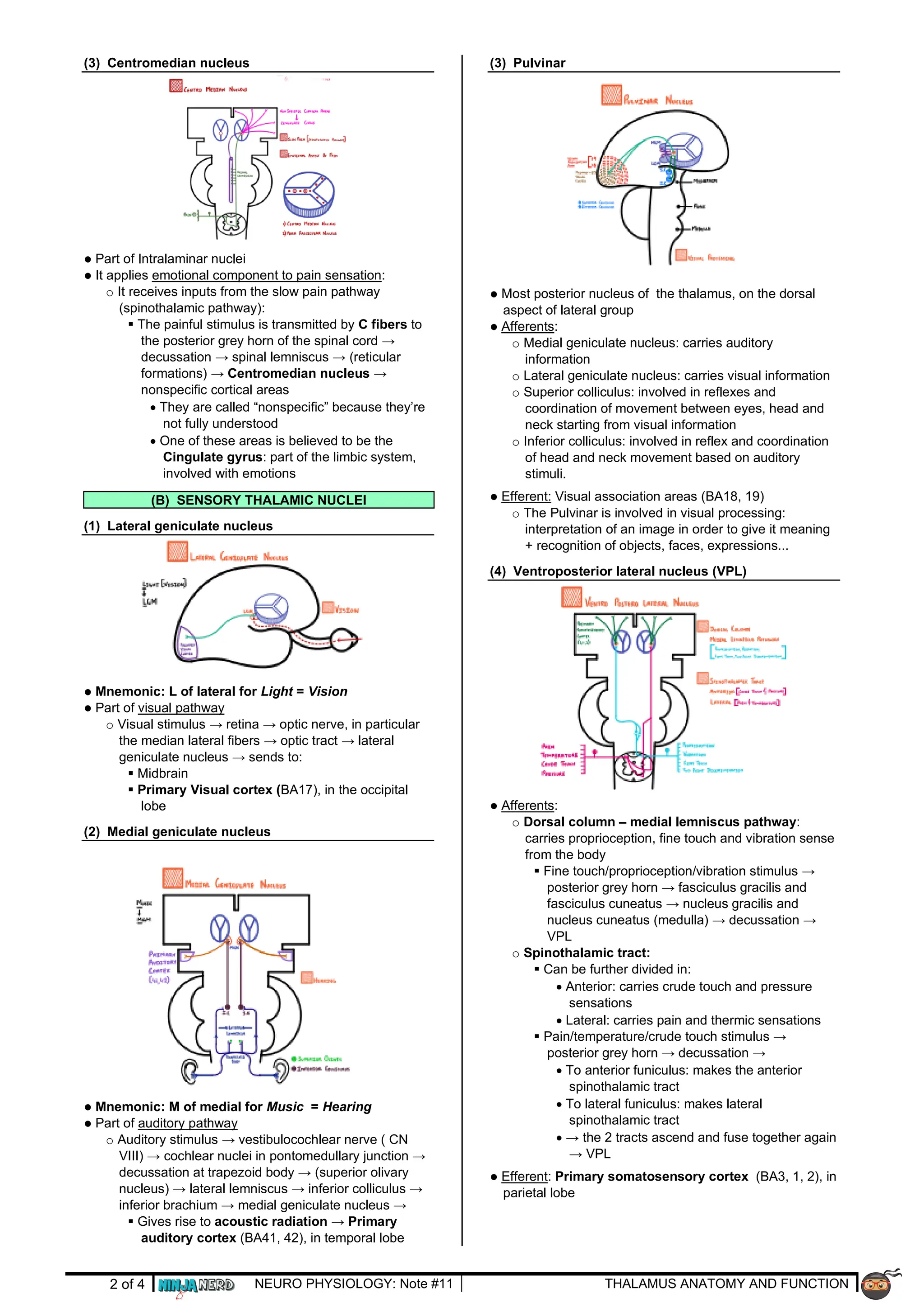 080 - Neurology Physiology] Thalamus Anatomy & Function.pdf