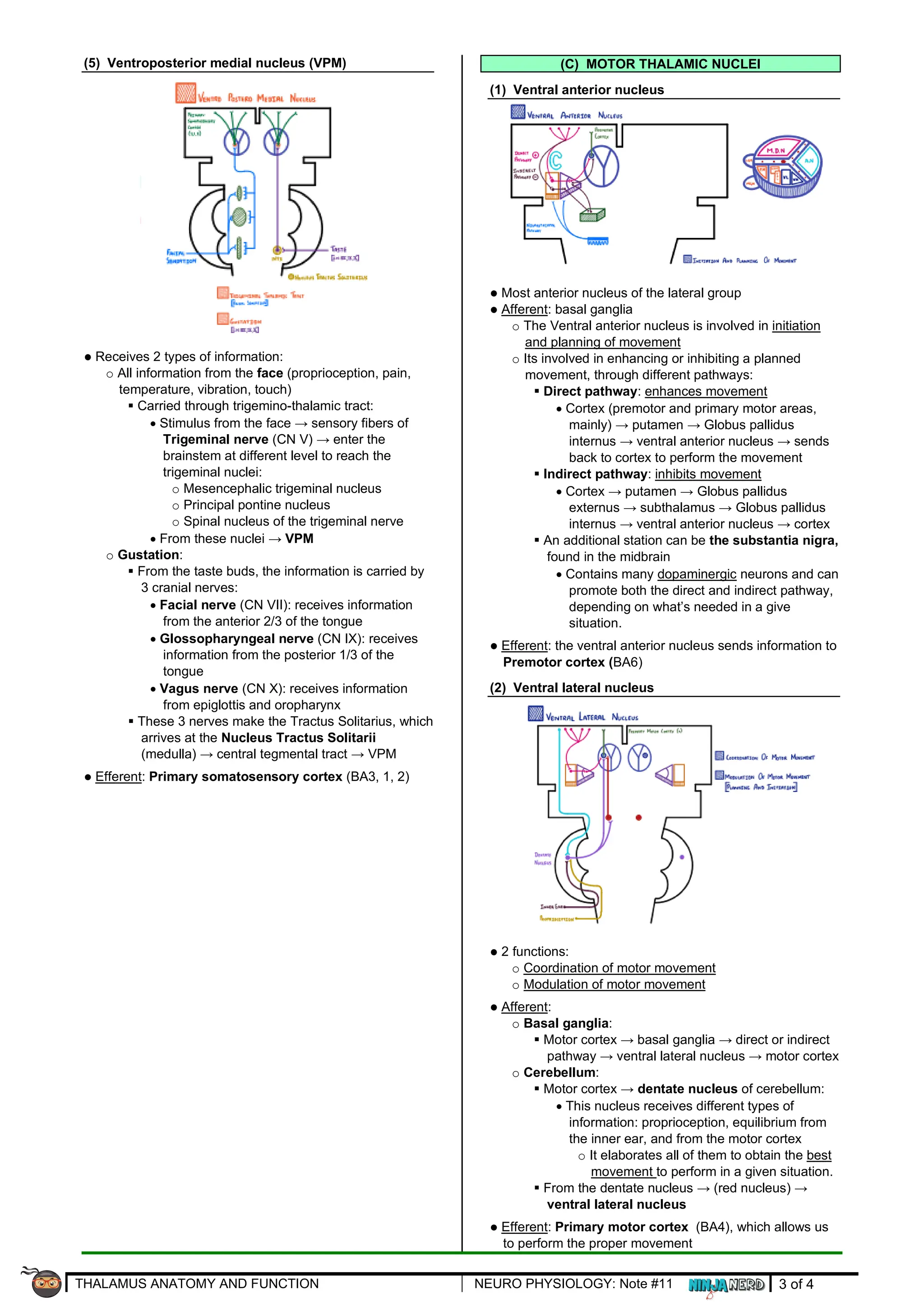 080 - Neurology Physiology] Thalamus Anatomy & Function.pdf