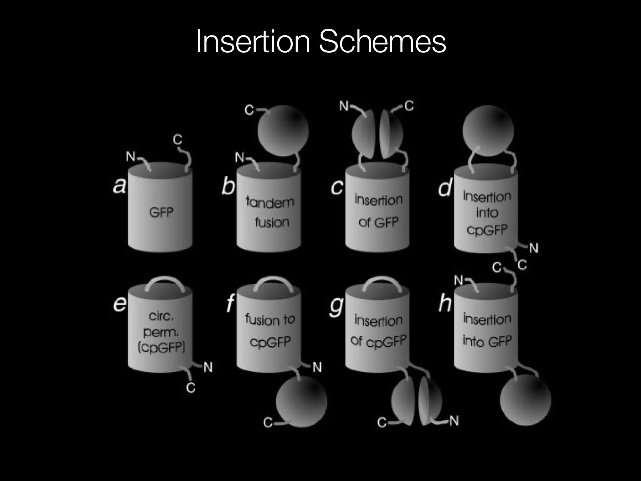 A Brief History of Calcium Imaging | PPT