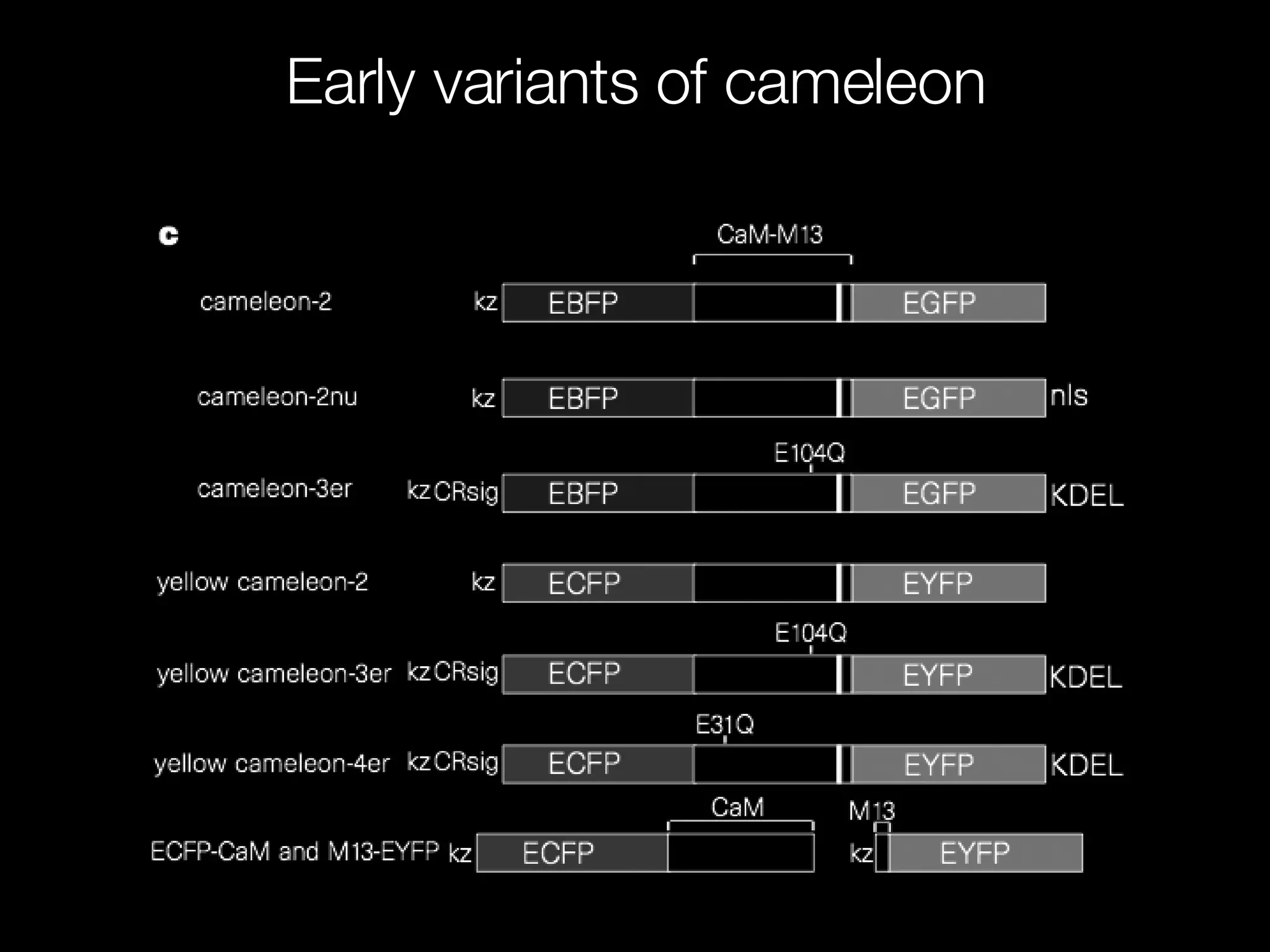 A Brief History of Calcium Imaging | PPT