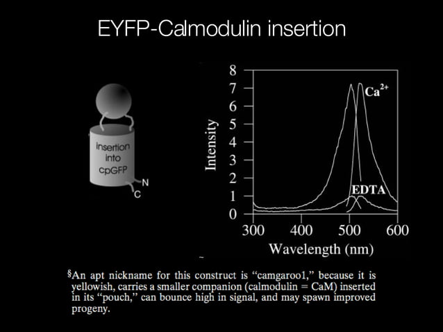 A Brief History of Calcium Imaging | PPT