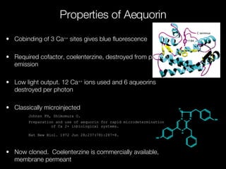 A Brief History of Calcium Imaging | PPT