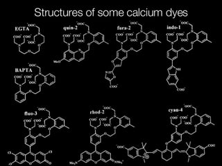 A Brief History of Calcium Imaging | PPT