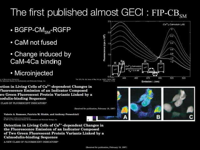 A Brief History of Calcium Imaging | PPT