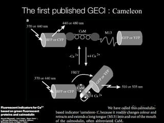 A Brief History of Calcium Imaging | PPT