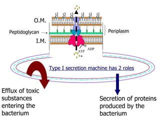 Role of Type I Secretion in Pierce's Disease - Dean Gabriel - Pierce's ...