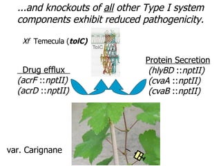 Role of Type I Secretion in Pierce's Disease - Dean Gabriel - Pierce's ...