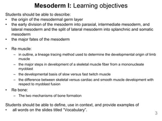 Mesoderm I | PPT
