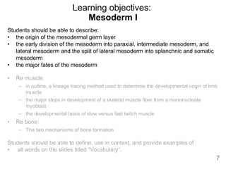 Mesoderm I | PPT