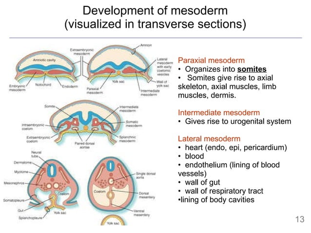 Mesoderm I | PPT