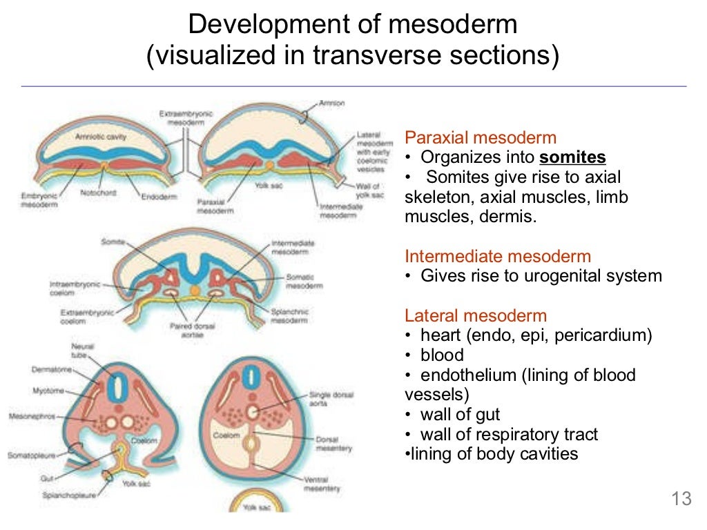 Mesoderm I