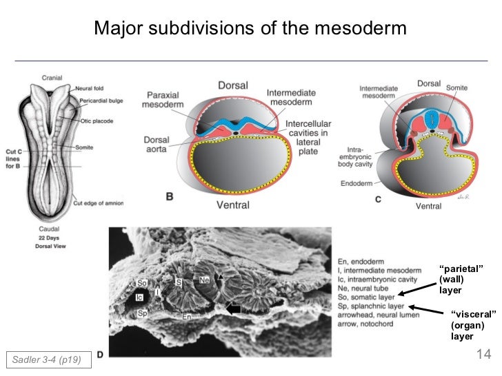 Mesoderm I