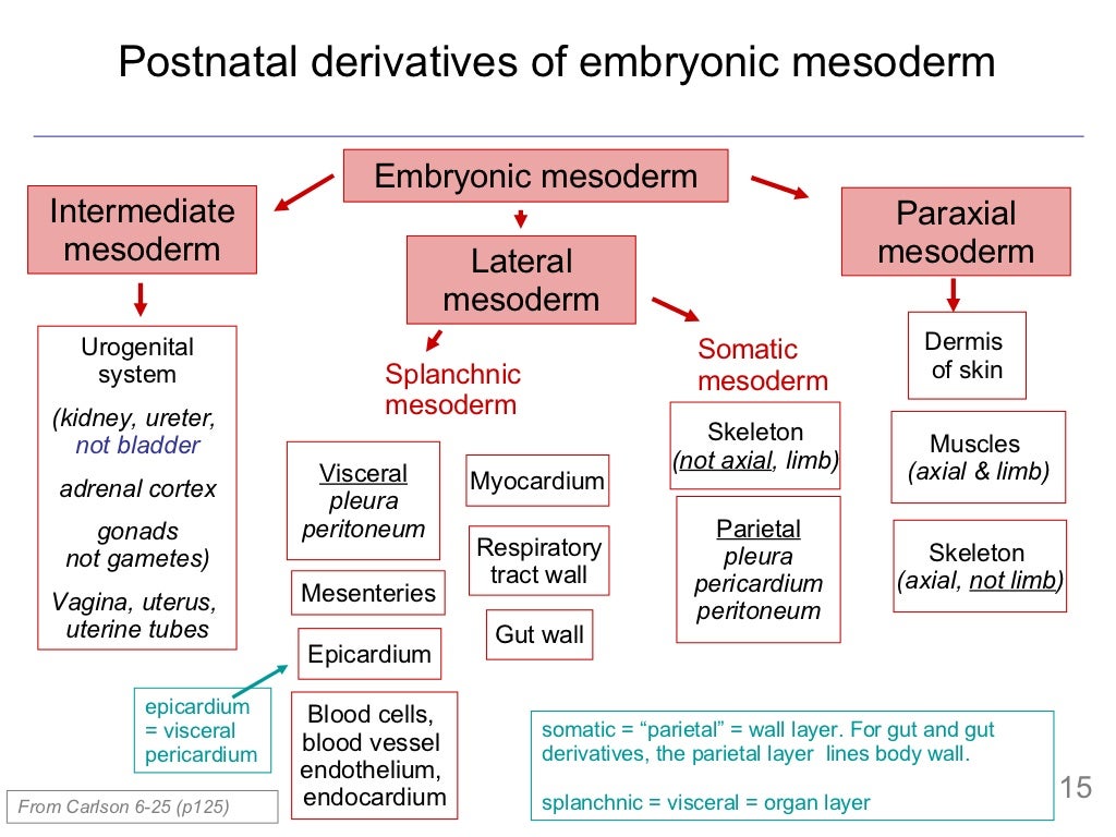 Mesoderm I