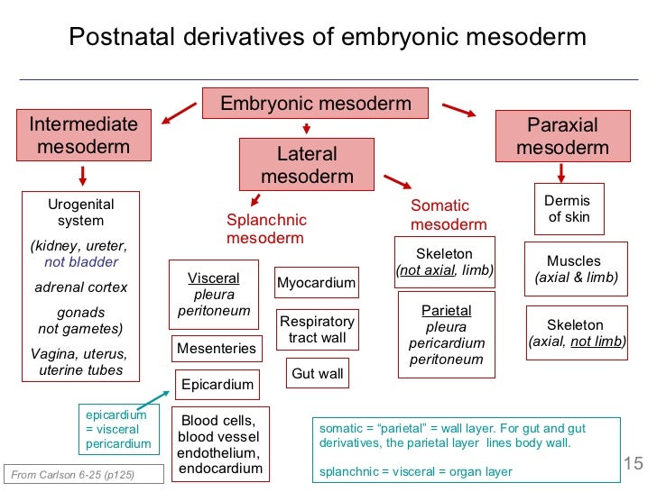 Mesoderm I