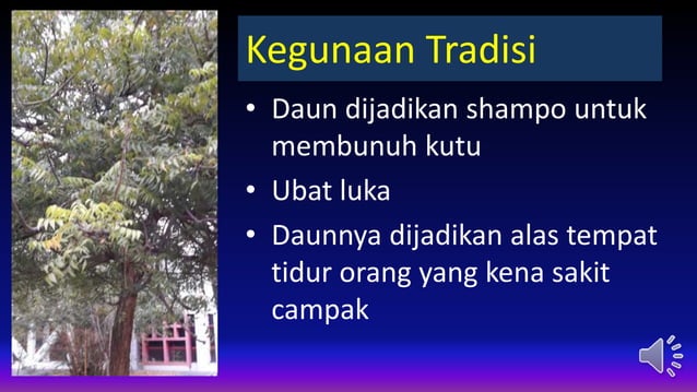 Pokok semambu | PPT