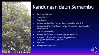 Pokok semambu | PPTX