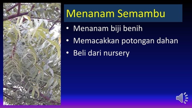 Pokok semambu | PPTX