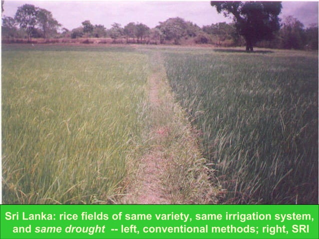 0819 The System of Rice Intensification (SRI): Understanding this ...