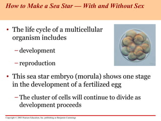 081 ok Cellular Basis of Reproduction.ppt