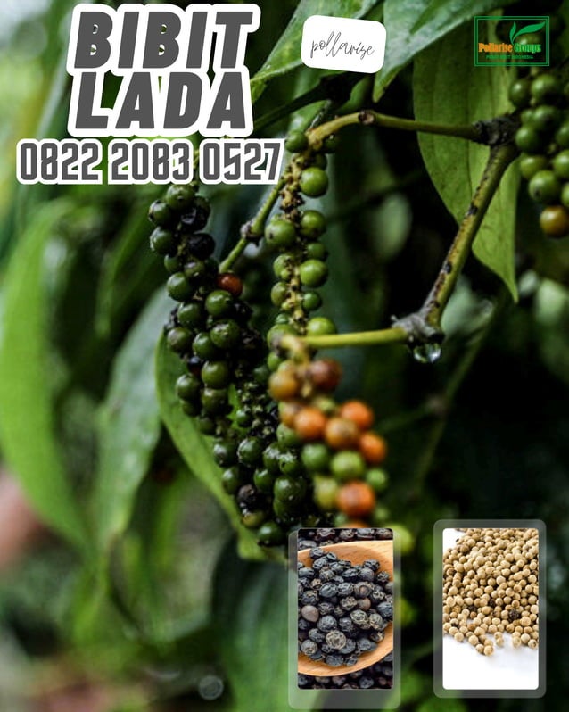 0822.2083.0527 (Tsel) Pusat Bibit, Benih Lada Yang Baik | PDF