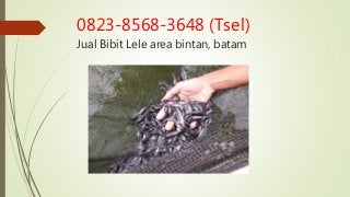 0823 8568-3648 (tsel) - harga bibit lele batam