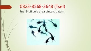 0823 8568-3648 (tsel) - harga bibit lele batam