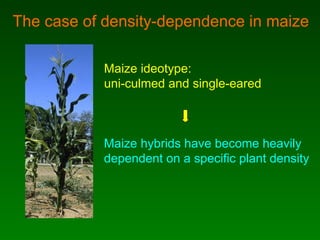 0838 Crop Yield Maximization | PPT