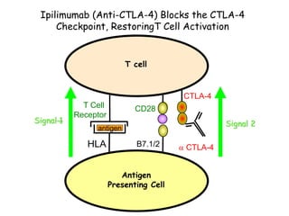 Basic immunotherapy | PDF