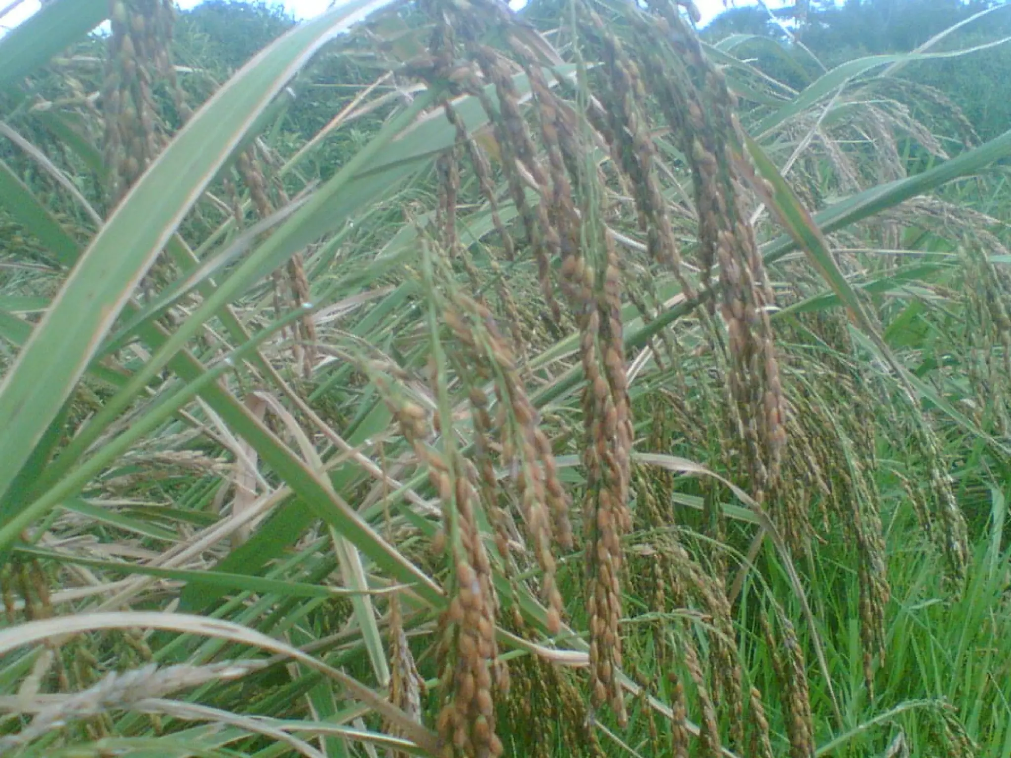 0841 Our Experience with Indigenous Paddy (Organic) Cultivation Using ...