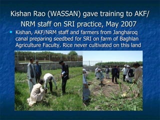 0847 System of Rice Intensification in Afghanistan | PPT
