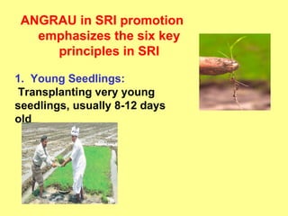 0848 ANGRAU Initiatives for SRI and Lessons from Andhra Pradesh | PPT