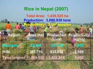0865 System of Rice Intensification (SRI): Experiences of Nepal | PPT ...