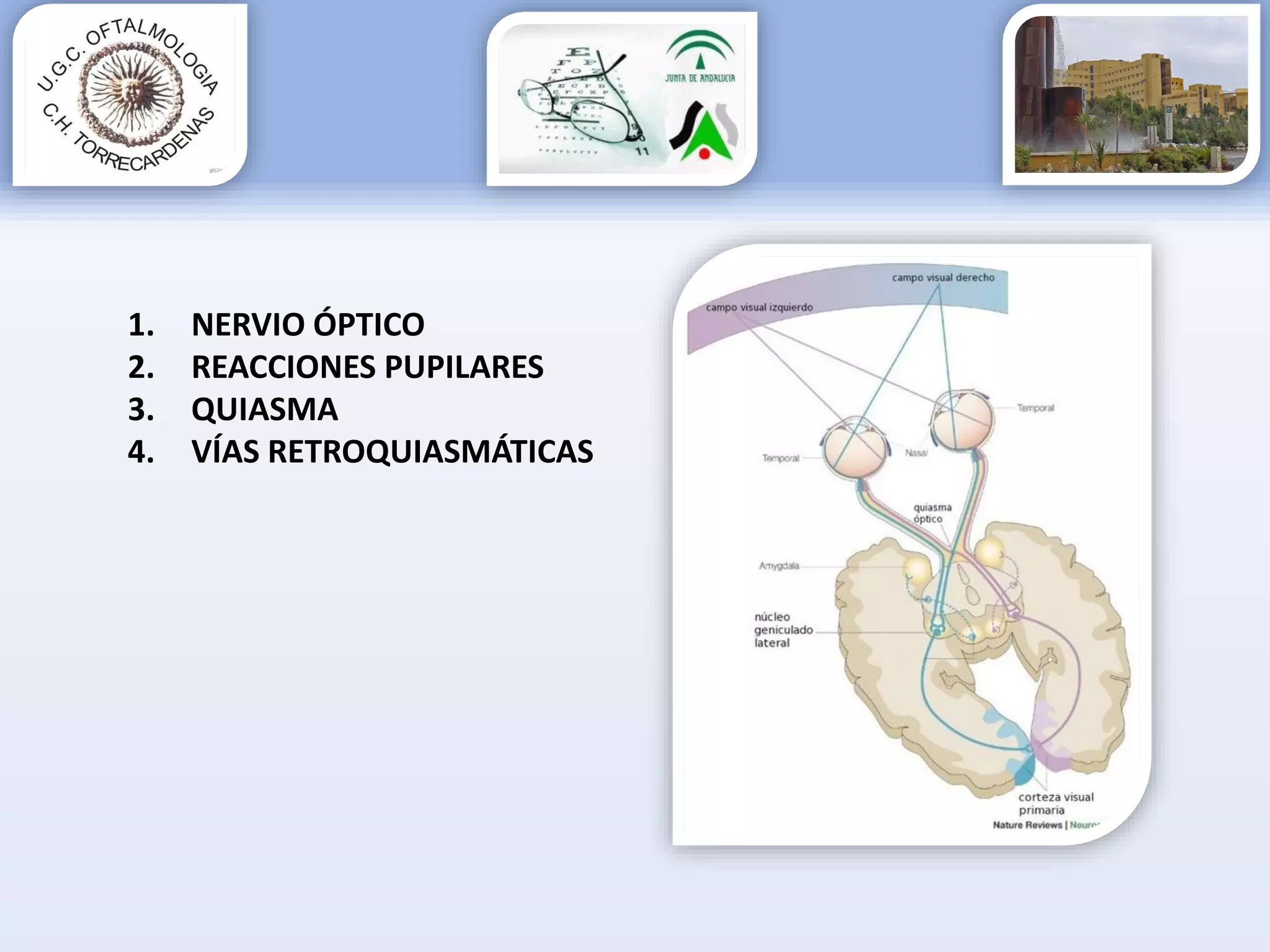086 Anatomía clínica del nervio óptico y vias visuales - LOM.pdf