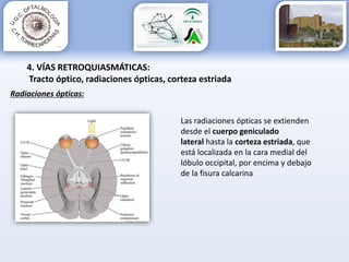 086 Anatomía clínica del nervio óptico y vias visuales - LOM.pdf